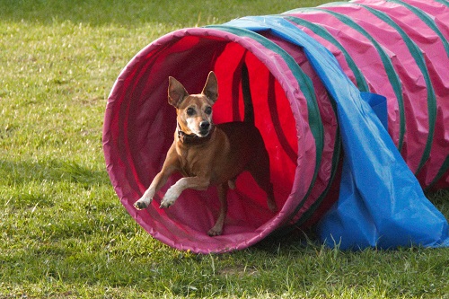 hristepropsyloudilka